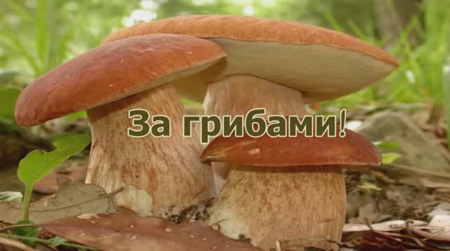 Зачем мне полный привод на Крете.Съездили за грибами.