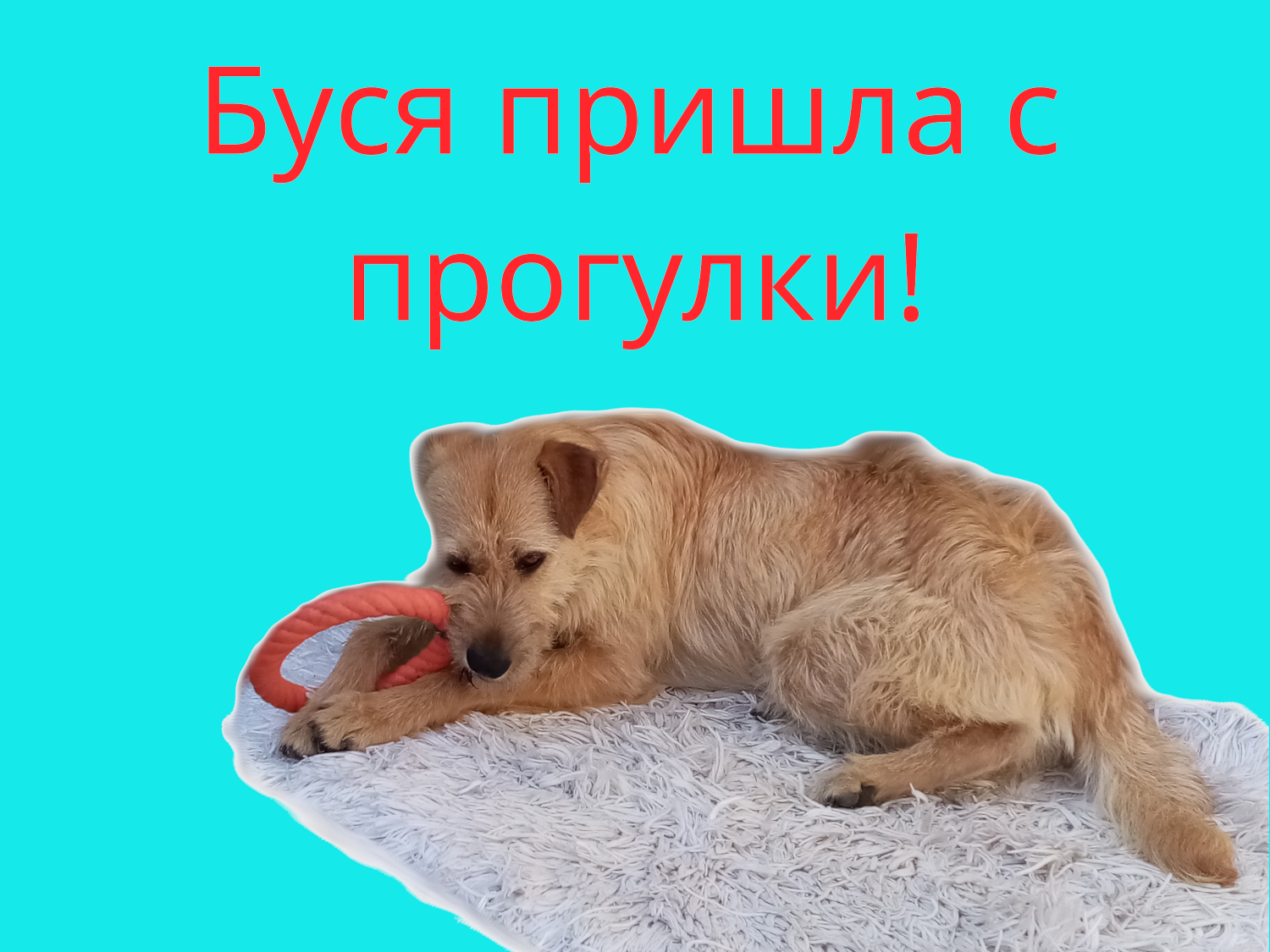 Буська пришла с прогулки