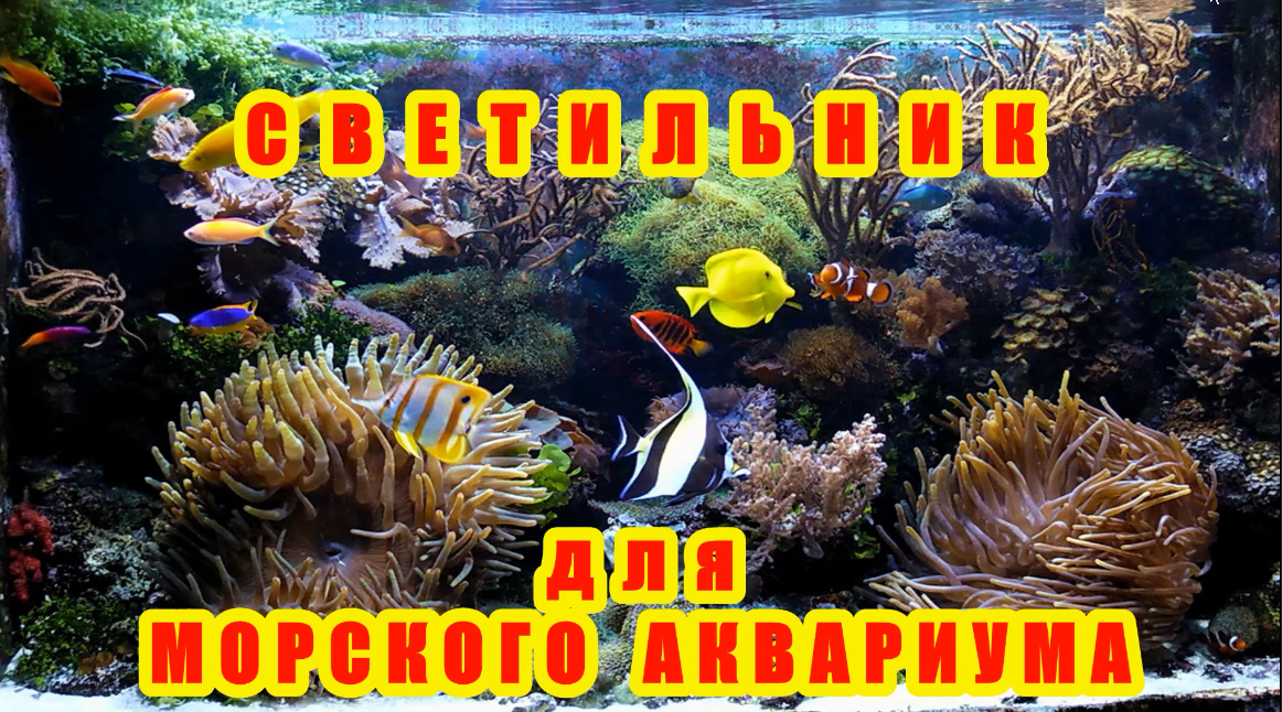 ПЛАНИРУЕТЕ завести МОРСКОЙ АКВАРИУМ ?! ?! ?!
