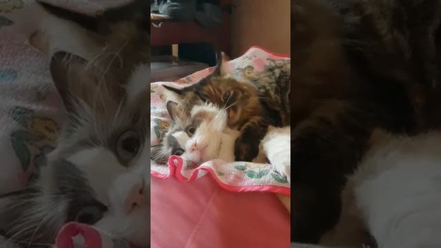 Кошки подружки сестрички спят друг на дружке