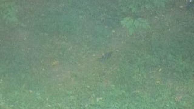 голубь 54534534 MOV03192