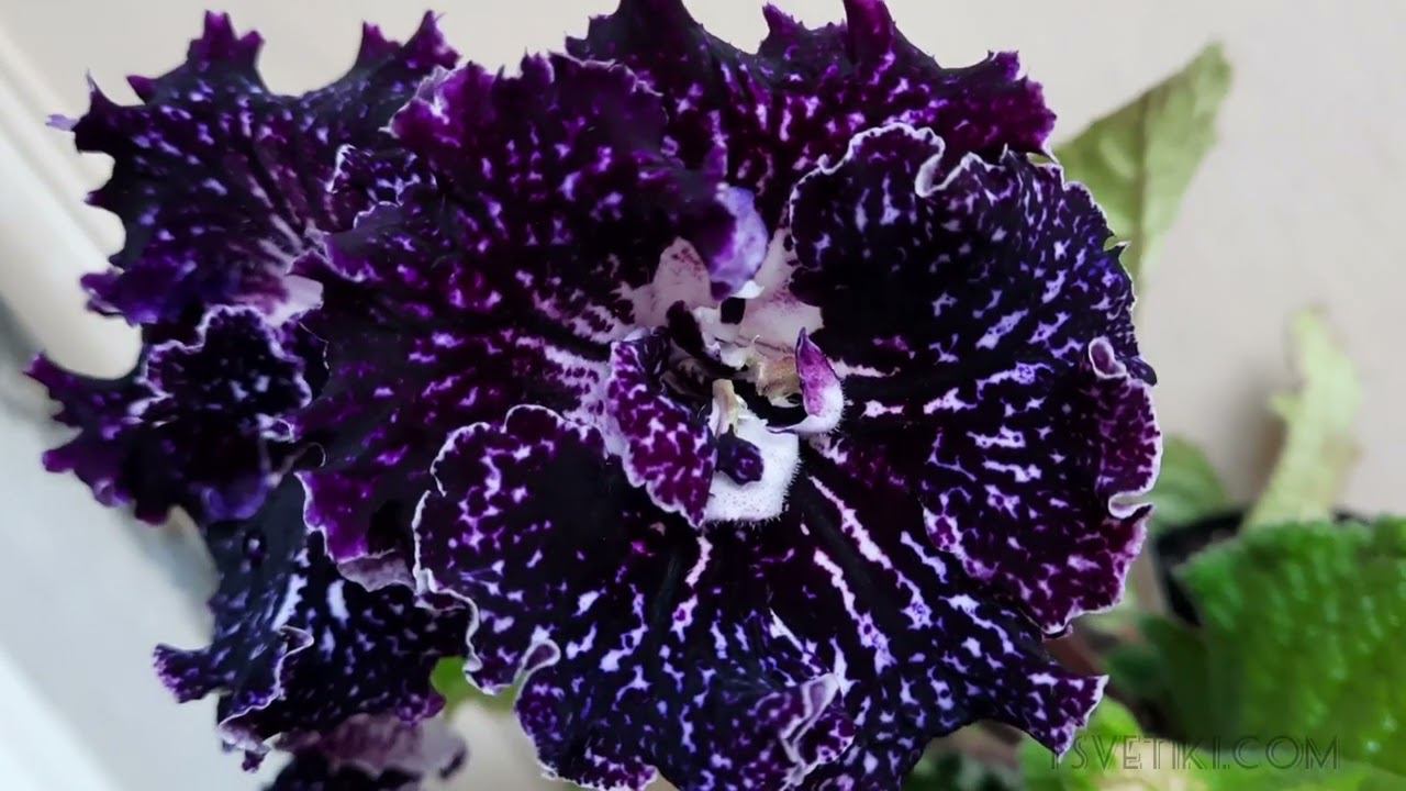 Стрептокарпус ZM-Зевс