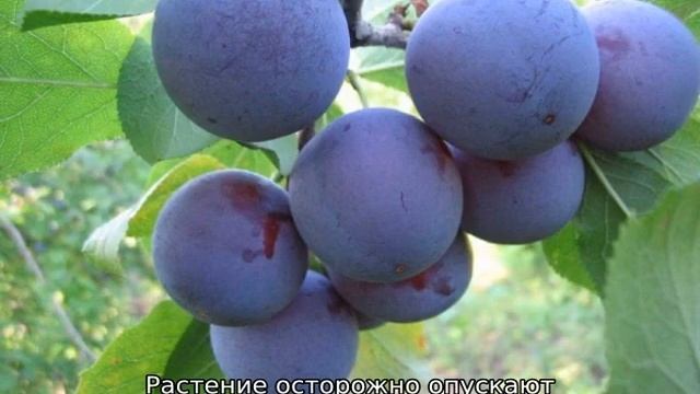 Лучшие сорта сливы для Подмосковья - смотреть видео онлайн от «Стройный ...