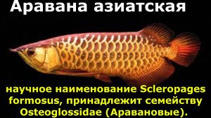 Аравана азиатская, научное наименование Scleropages formosus, принадлежит семейству Osteoglossidae