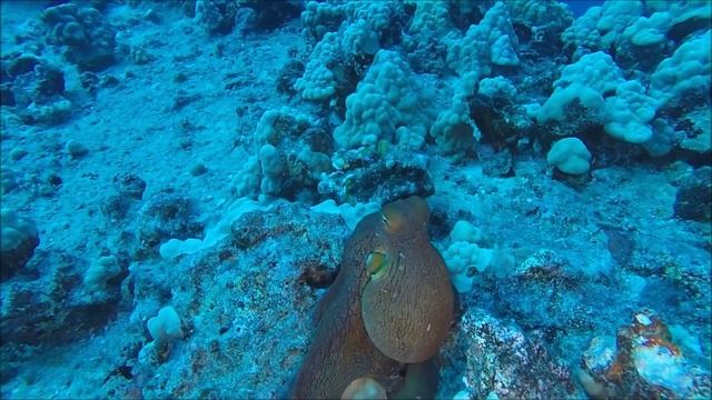 Мастер маскировки осьминог