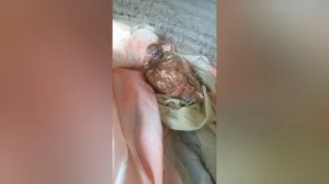 спасение голубя