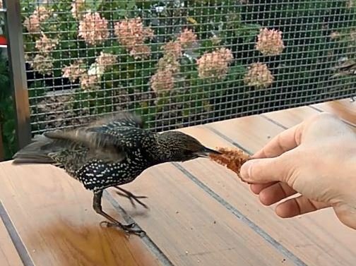 Дрозды в Москве. Thrushes in Moscow city