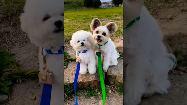 Funny And Cute Pomeraian Video #5 / Cutest Puppies