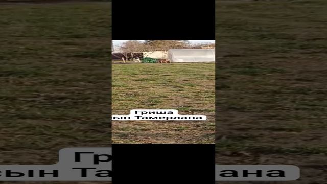 Отец/сын