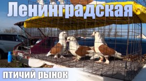 Птичий рынок. Ленинградская. Часть 3. [10.04.2022]