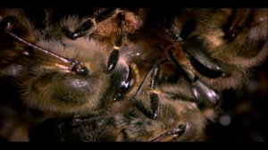 Африканские пчелы-убийцы (Killer Bees of Africa)