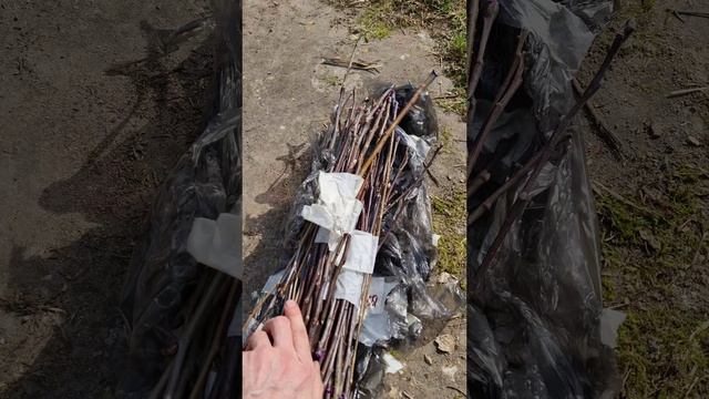 НЕ храните так черенки