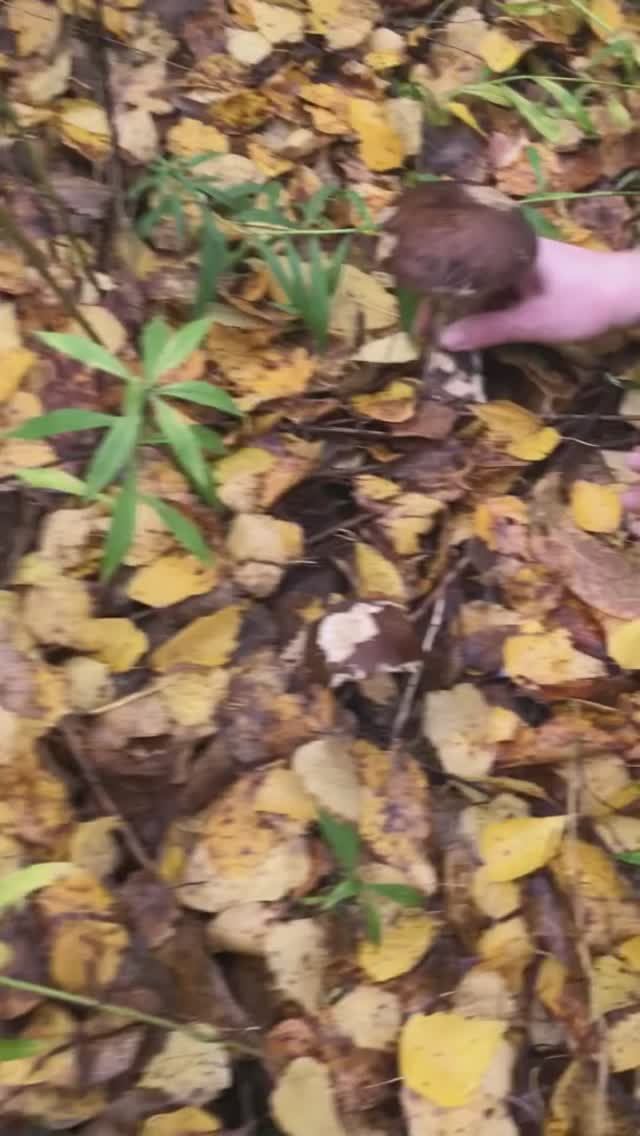 5 подберёзовиков сразу нашли. Это просто удача?