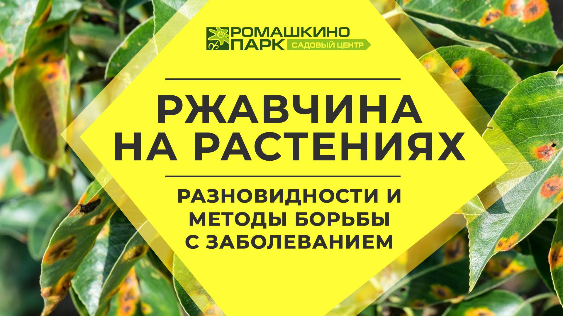 Ржавчина - болезнь растений: природа заболевания и методы лечения