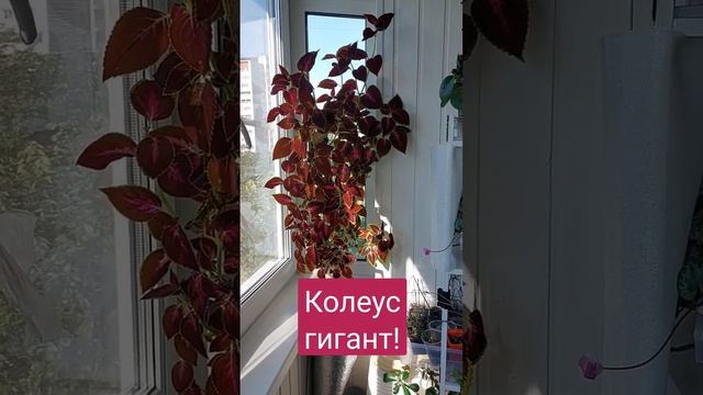Колеус гигант! Стричь или не стричь, вот в чем вопрос?