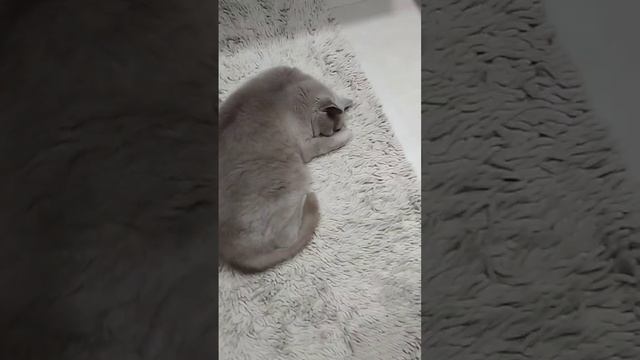 Мои домашние животные
