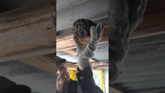 Находка. Ласточки гнездо.