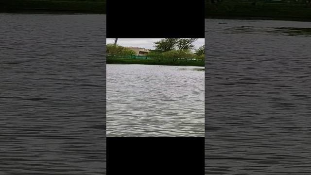 Лебеди или утки...