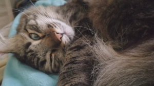 Дневной дозор!)😄😺