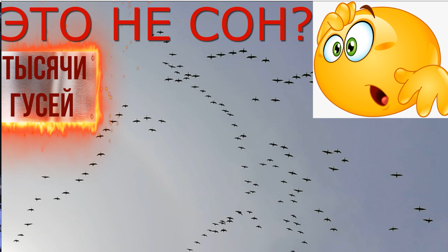 Гусиное эльдорадо после закрытия сезона охоты. Аж дыхание перехватывает.Не адекватные сроки охоты 22