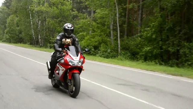 Друзья-байкеры. Йорк и его хозяин.