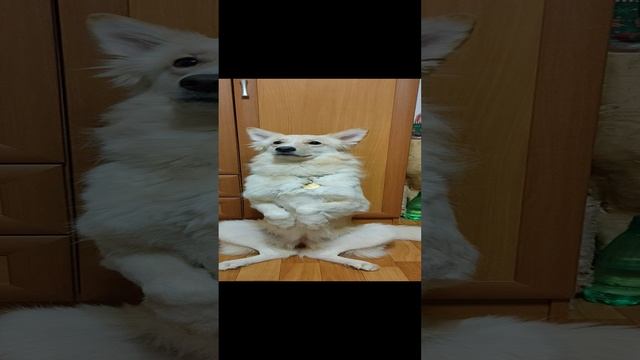 Элечка бшо
