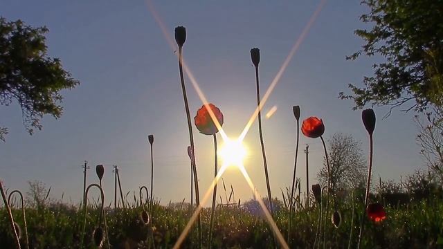 14_05_2020_УТРО_МАКИ_СОЛОВЕЙ.mp4
