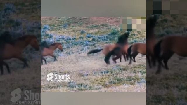 СХВАТКА Кобылы и  жеребцов