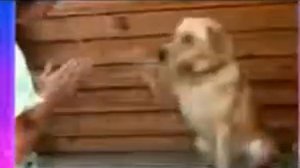 Приколы с обезьянами ))))