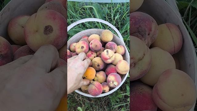 Урожай 11 августа