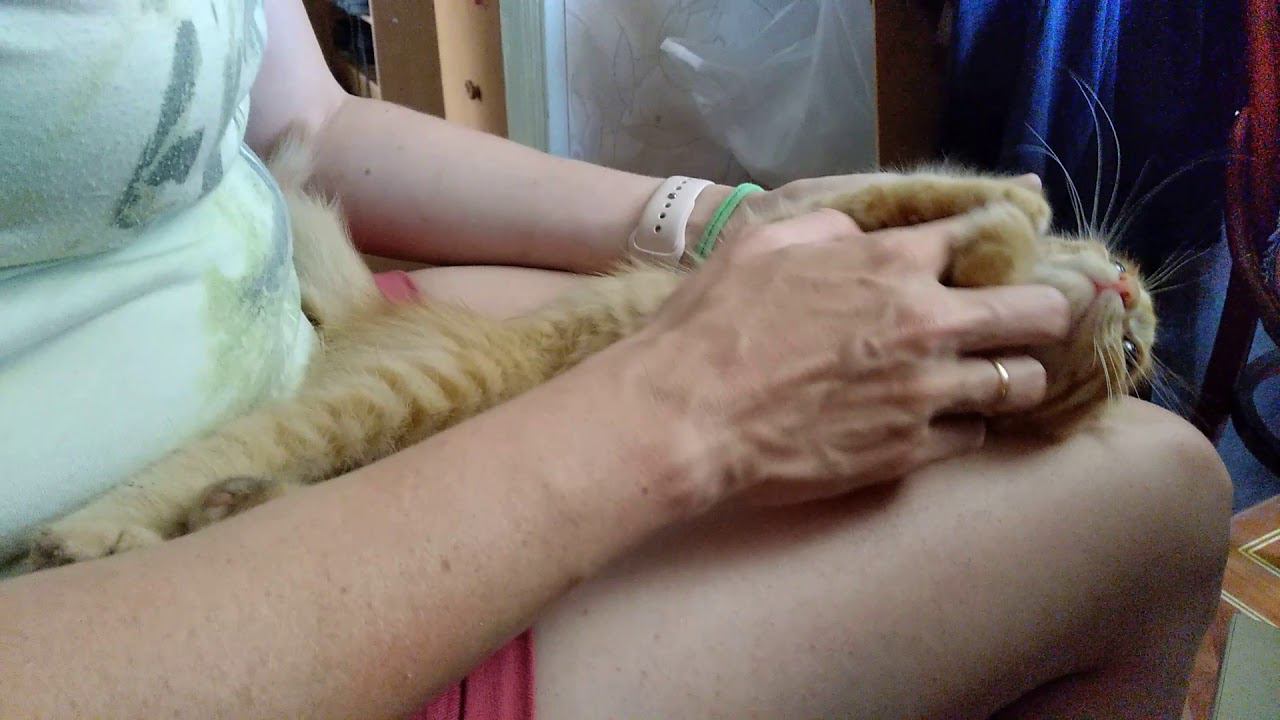Лапы