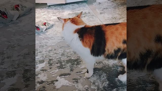 правила и дисклеймер, подпишись)))