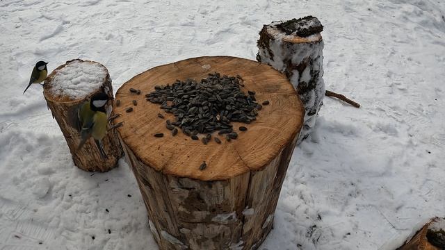 Санкт-Петербург Синицы на пне в Полежаевском парке
