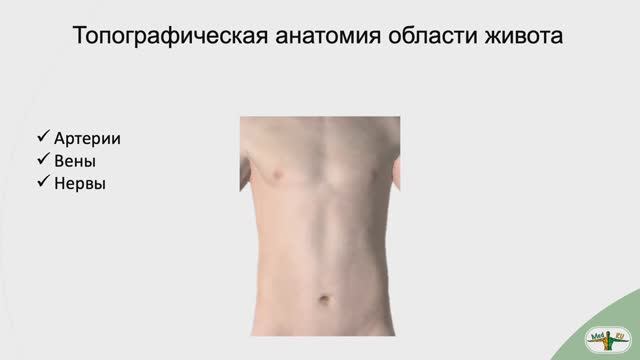 Топографическая анатомия передней брюшной стенки: Сосуды и нервы