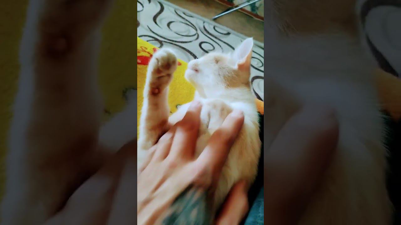 Ласковая Кошечка Инуська