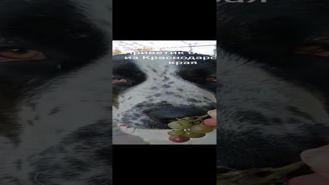 Лёгкий ужин Алабая