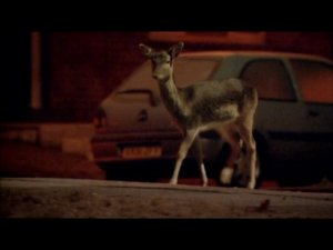 Дикая жизнь Лондона (London's Wild Side)