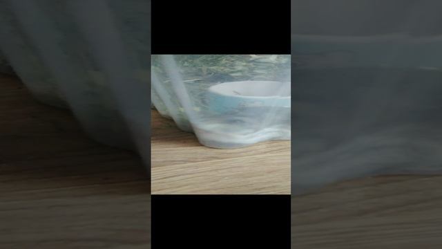 хомяк лижет стекло!