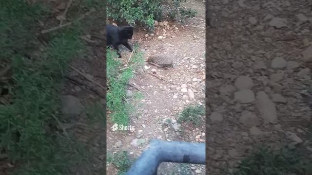 Ёжик и Кошка