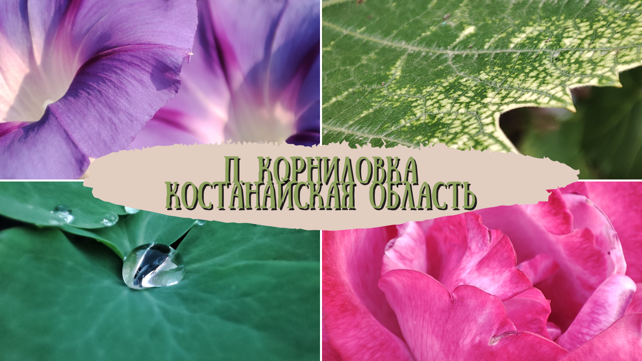 Казахстанское село. Цветы и огород