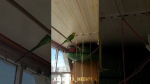 Кеша играет в балконе #youtube #birds #capcut #parrot.mp4