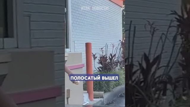 В США енот не заплатил за бургер | Итак, новости!