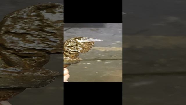 Дефектовка ремонт рулевой рейки Тойта Королла .mp4