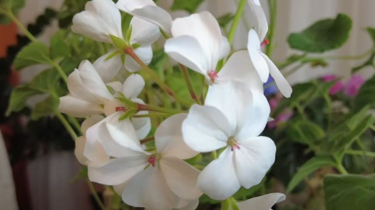 К февралю герань зацветет пышными шапками. Как обрезать пеларгонию зимой.