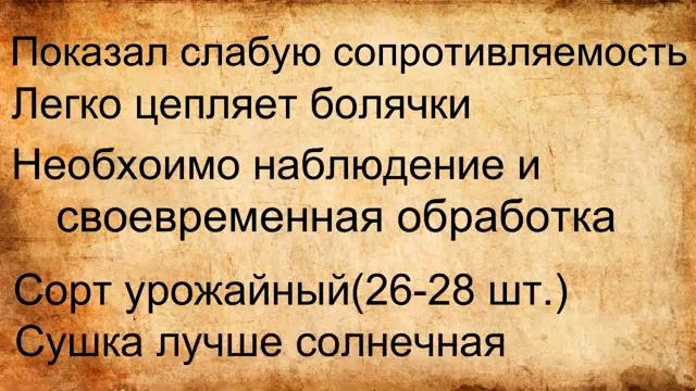 Дегустация СИМВОЛ 4.mp4