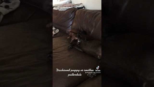 Puppy Dachsund beating up her patterdale brother. Funny dogs cute puppy