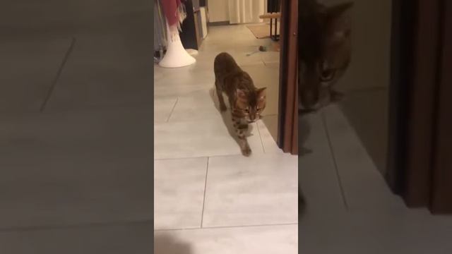 Wild кот бенгал как собака приносит игрушку