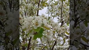 Цветёт груша 😊