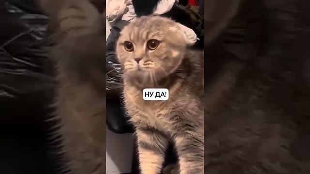 Чего, не узнаёшь свою дочь?! ???????