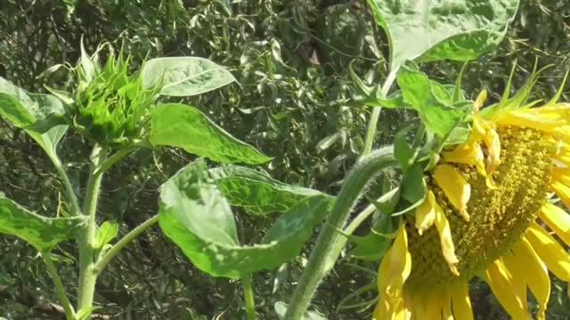 Страницы 2020 08 1 3. Серия 30-я.